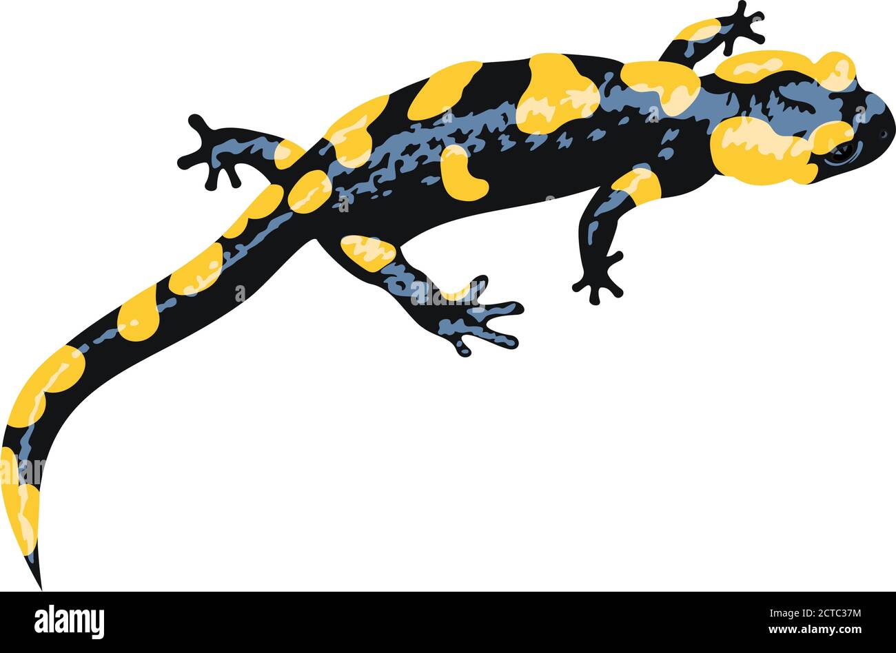 vector European fire salamander (Salamandra salamandra Stock Vector ...
