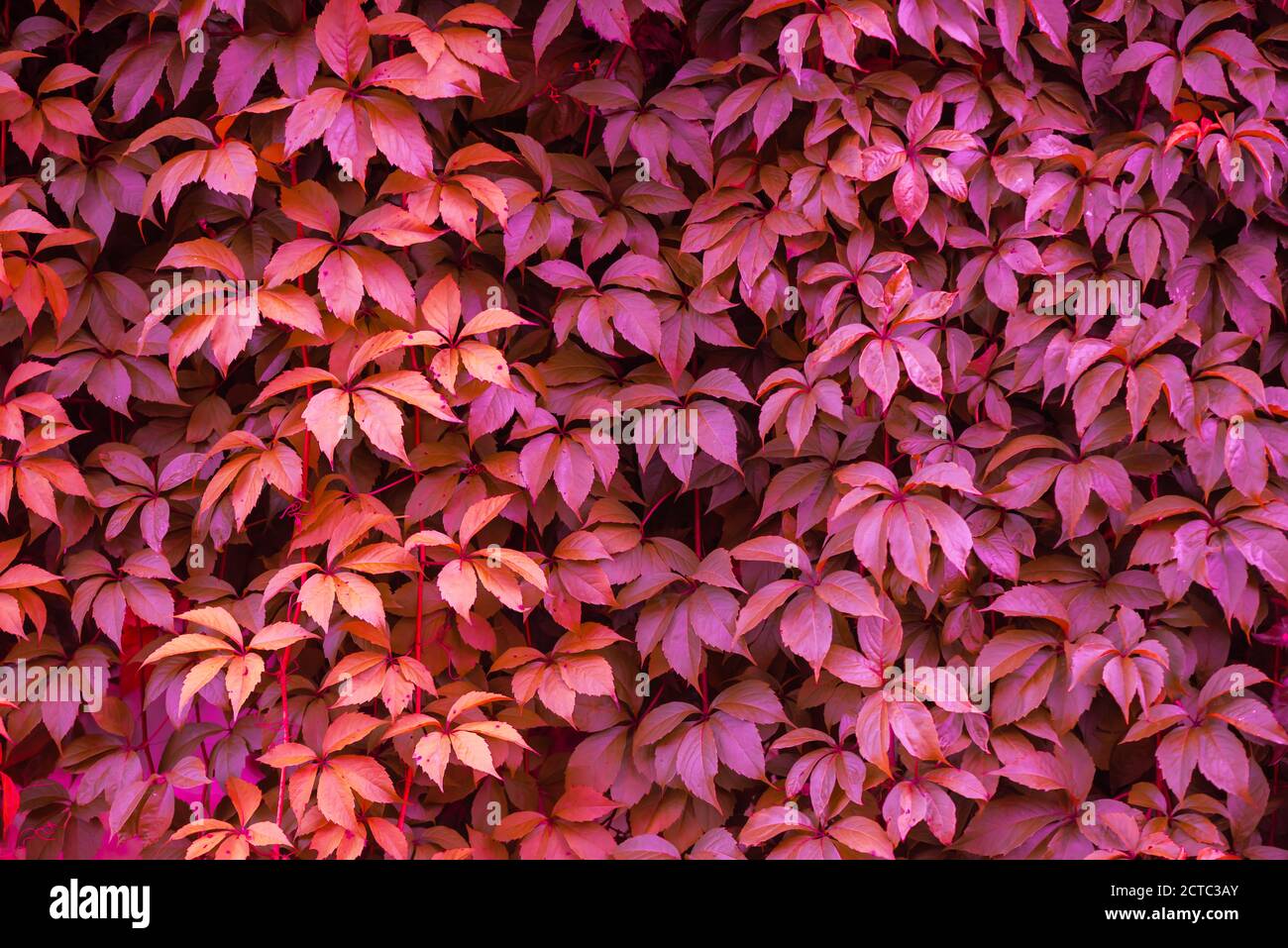Texture of ivy leaves toned in pink color. Gardening background Stock ...