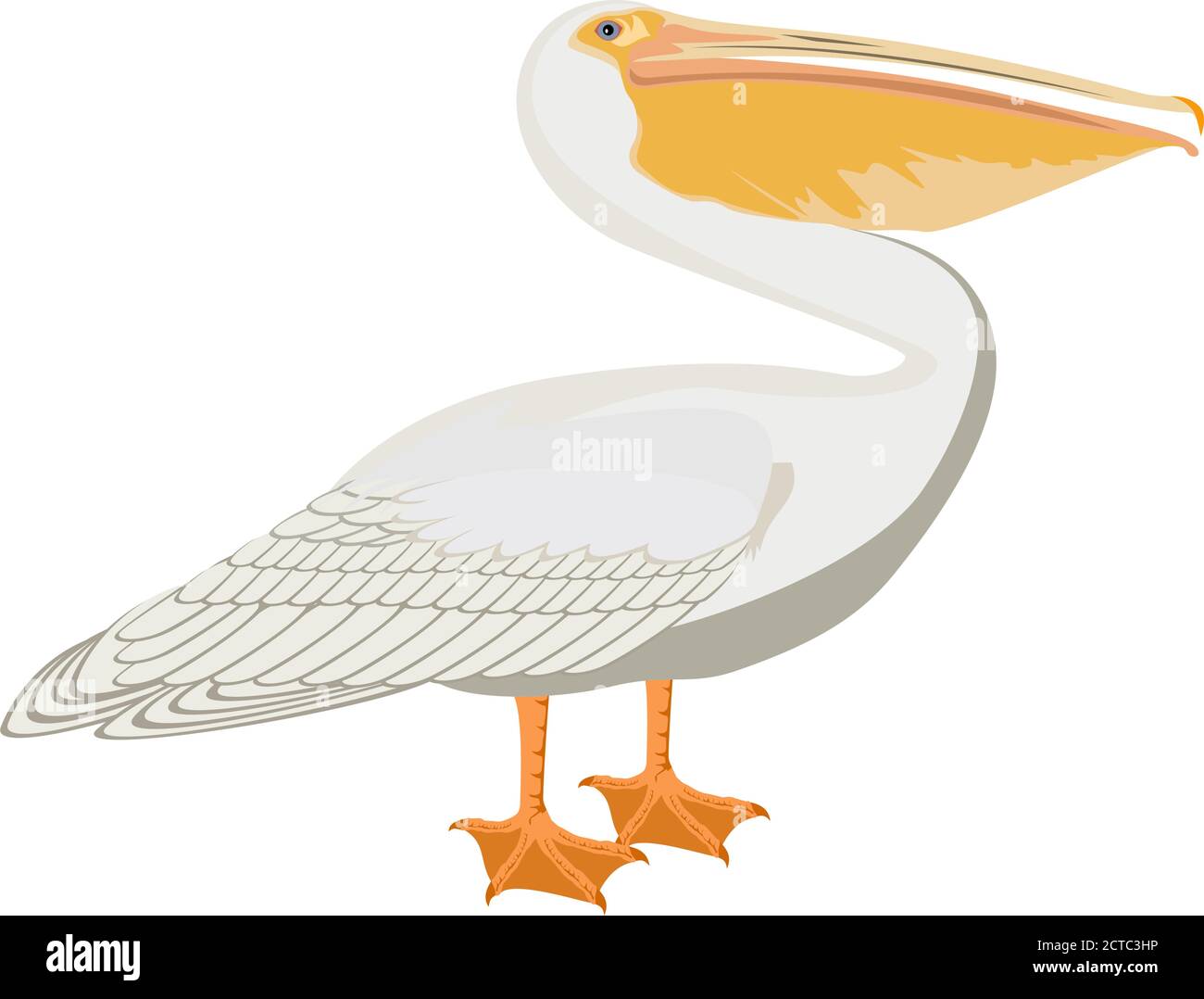 Pelecanus vector vectors hi-res stock photography and images - Alamy
