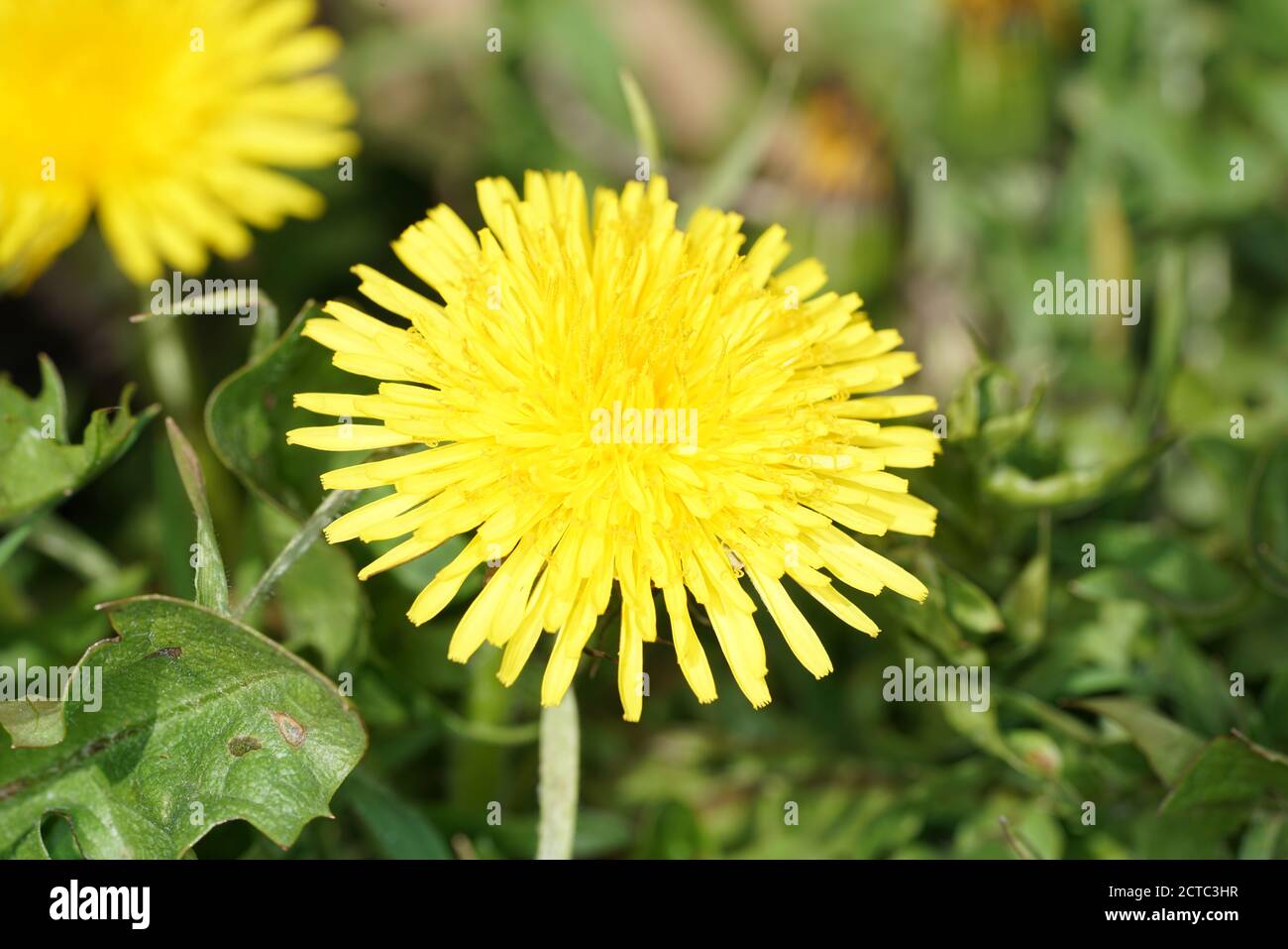 Yellow flower photographed in the home garden in Bavaria Stock Photo ...