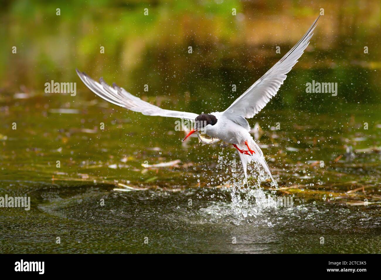 Common tern catching a fish in water in springtime Stock Photo - Alamy