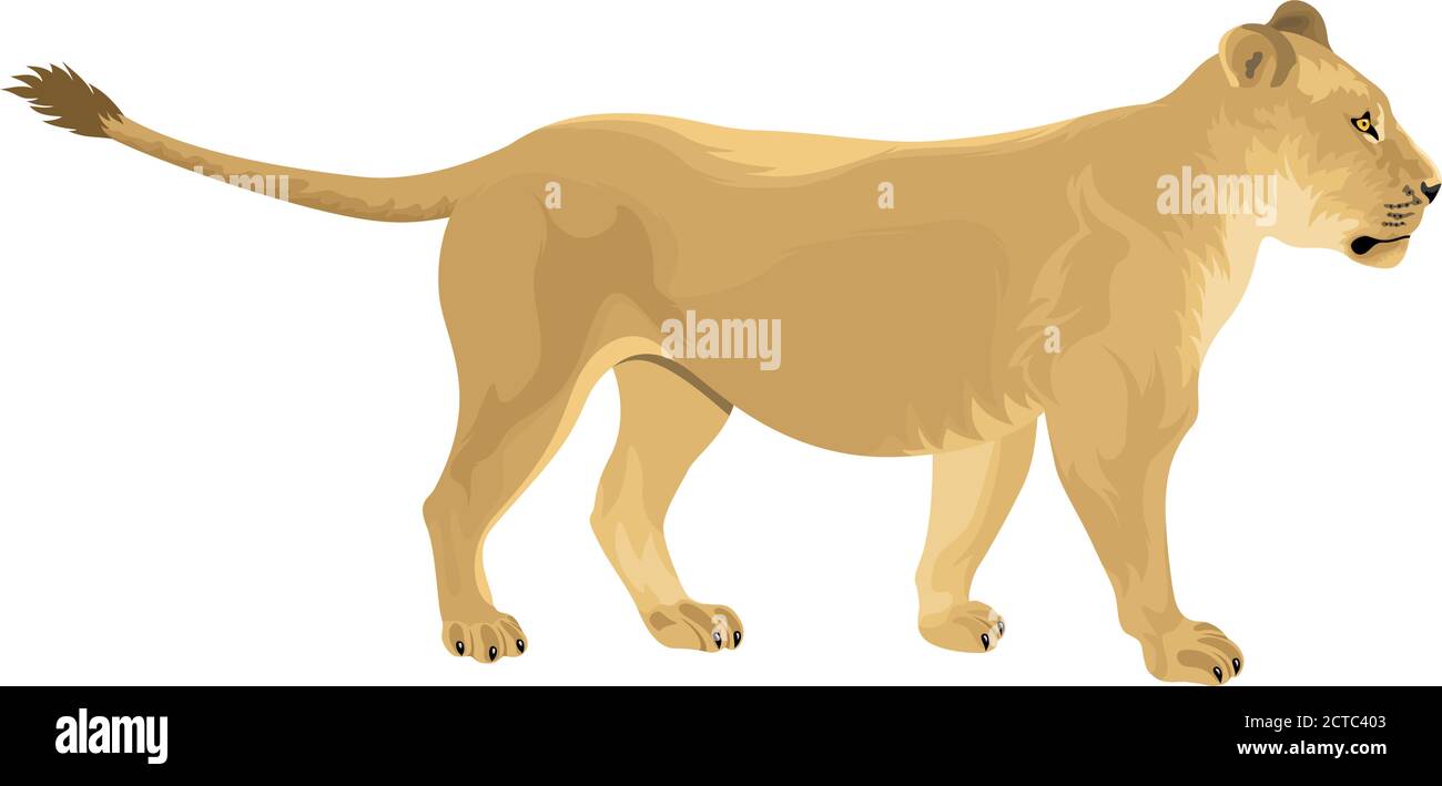 Vector female lion lioness Stock Vector Images - Alamy