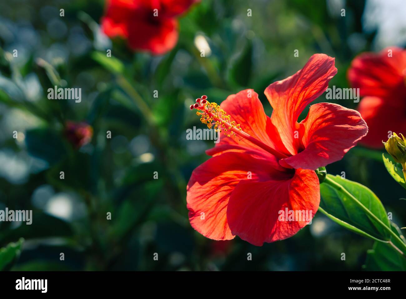 Red Hawaiian Hibiscus High Resolution Stock Photography and Images - Alamy