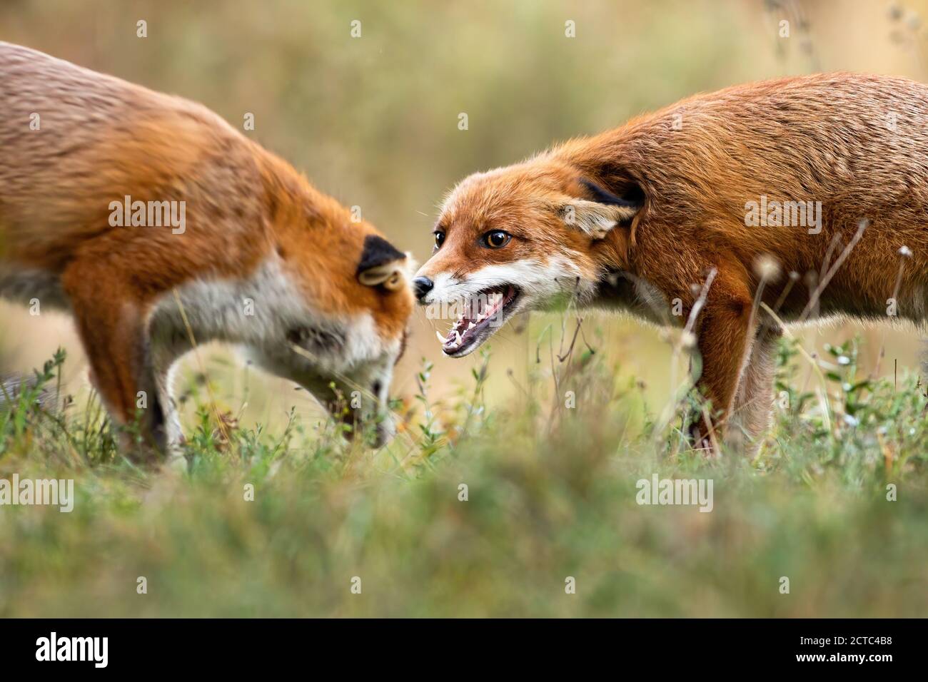 Fox fighting hi-res stock photography and images - Alamy