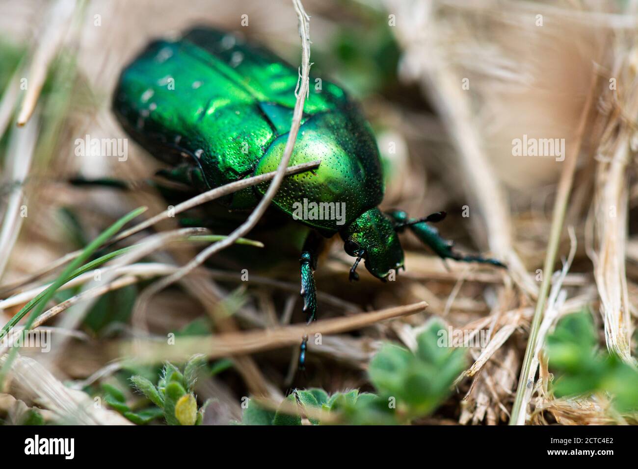 A green rose chafer beetle (Cetonia aurata Stock Photo - Alamy