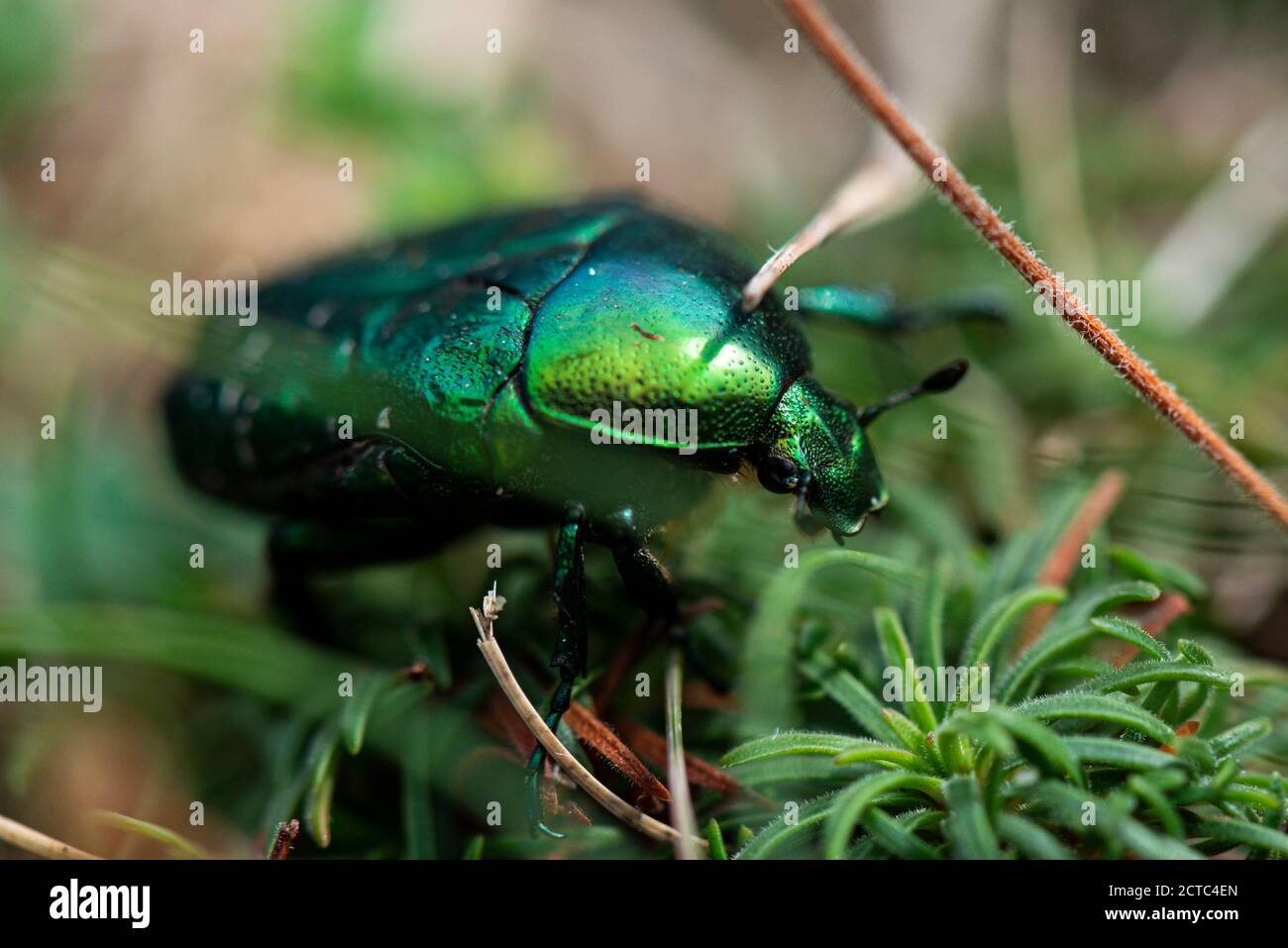 A green rose chafer beetle (Cetonia aurata Stock Photo - Alamy