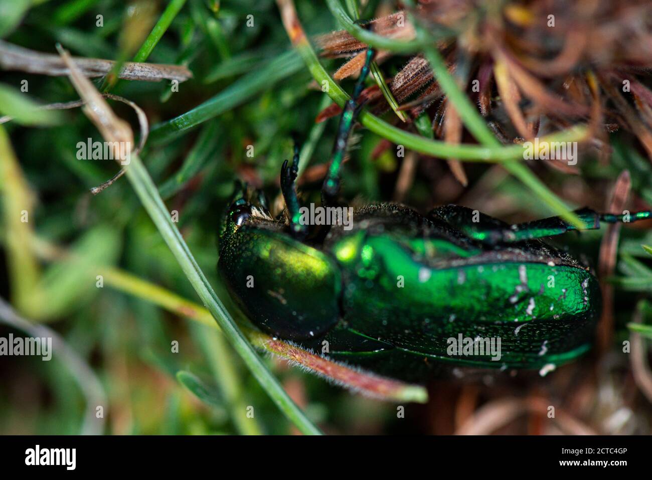 A green rose chafer beetle (Cetonia aurata Stock Photo - Alamy