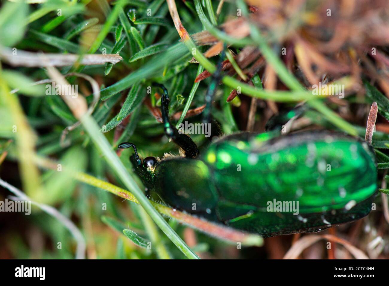 A green rose chafer beetle (Cetonia aurata Stock Photo - Alamy