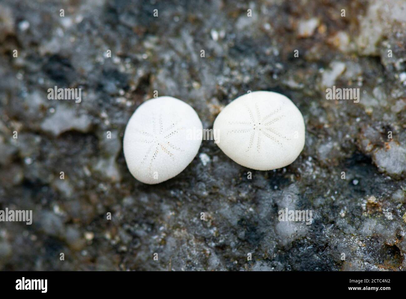 Echinocardium hi-res stock photography and images - Alamy