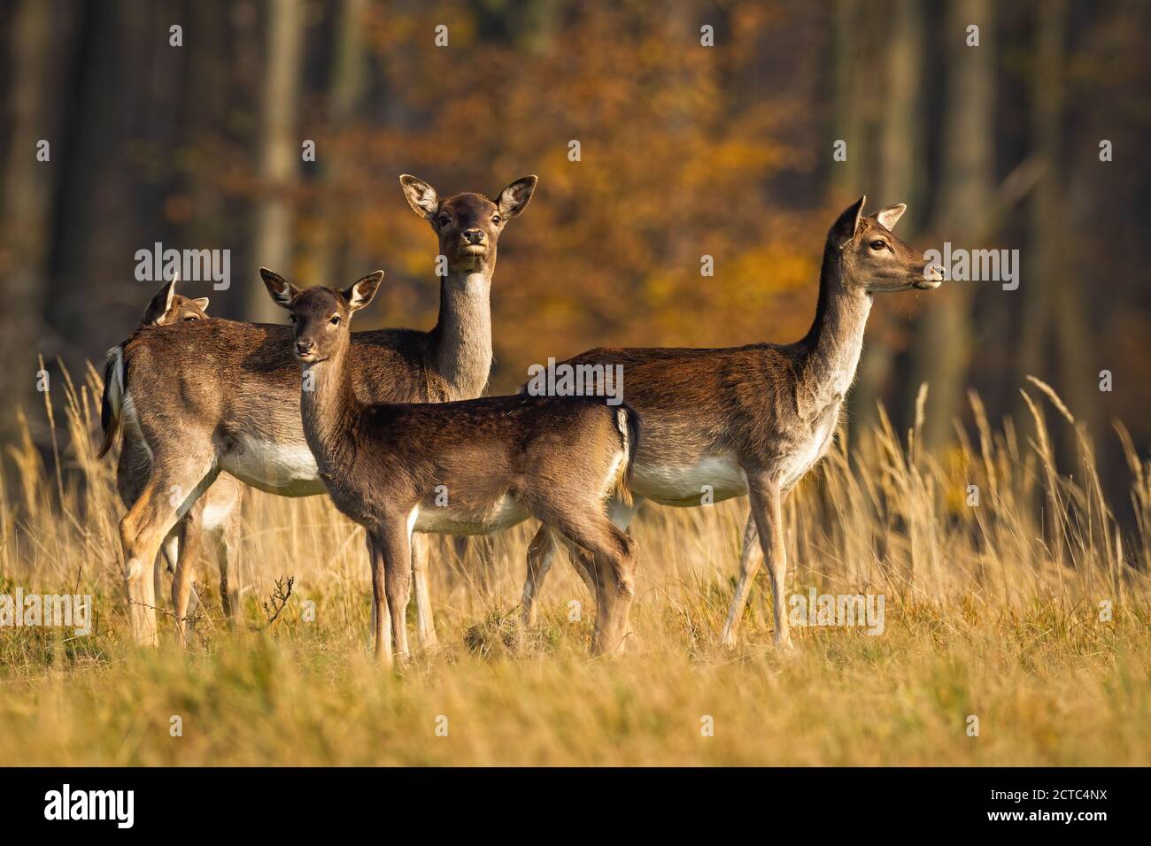 Calm fallow deer herd standing on meadow in autumn Stock Photo - Alamy