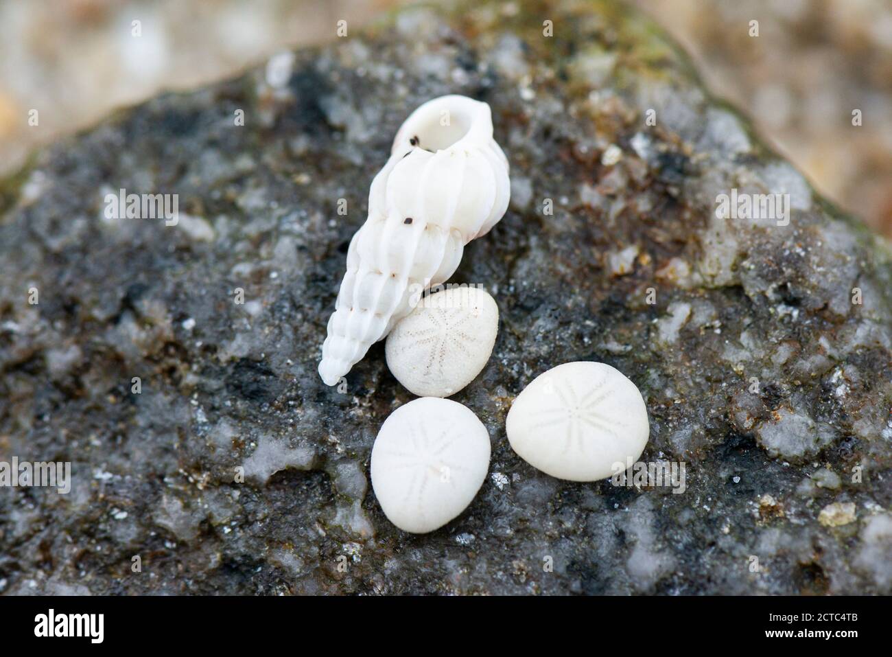 Three small sea potatoes and a wentletrap shell Stock Photo - Alamy