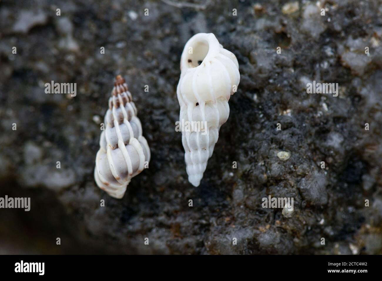 Two wentletrap shells Stock Photo - Alamy