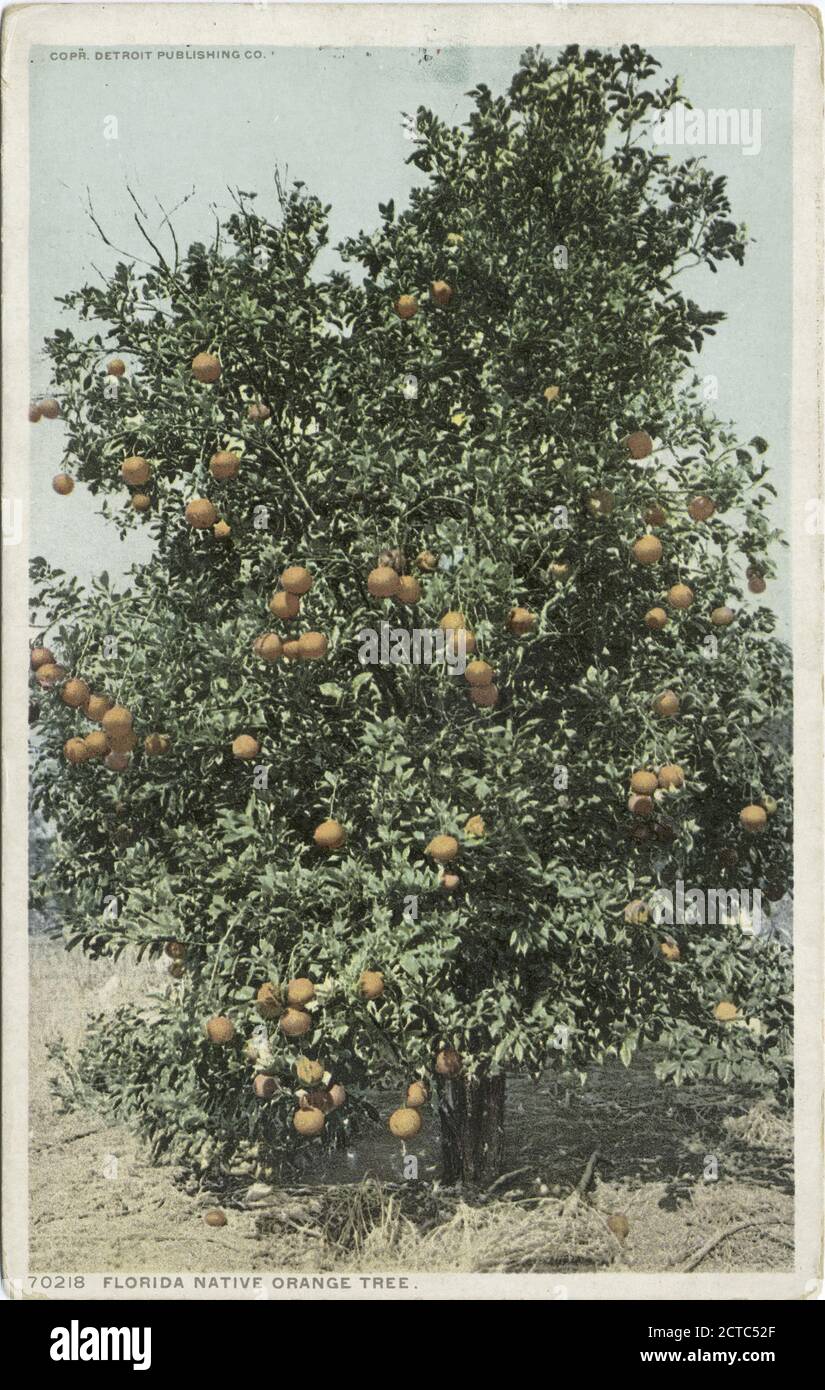 Native Orange Tree, Florida, still image, Postcards, 1898 - 1931 Stock ...