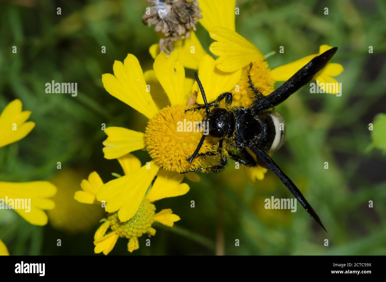 Double-banded Scoliid Wasp, Scolia bicincta, foraging on Sneezeweed ...