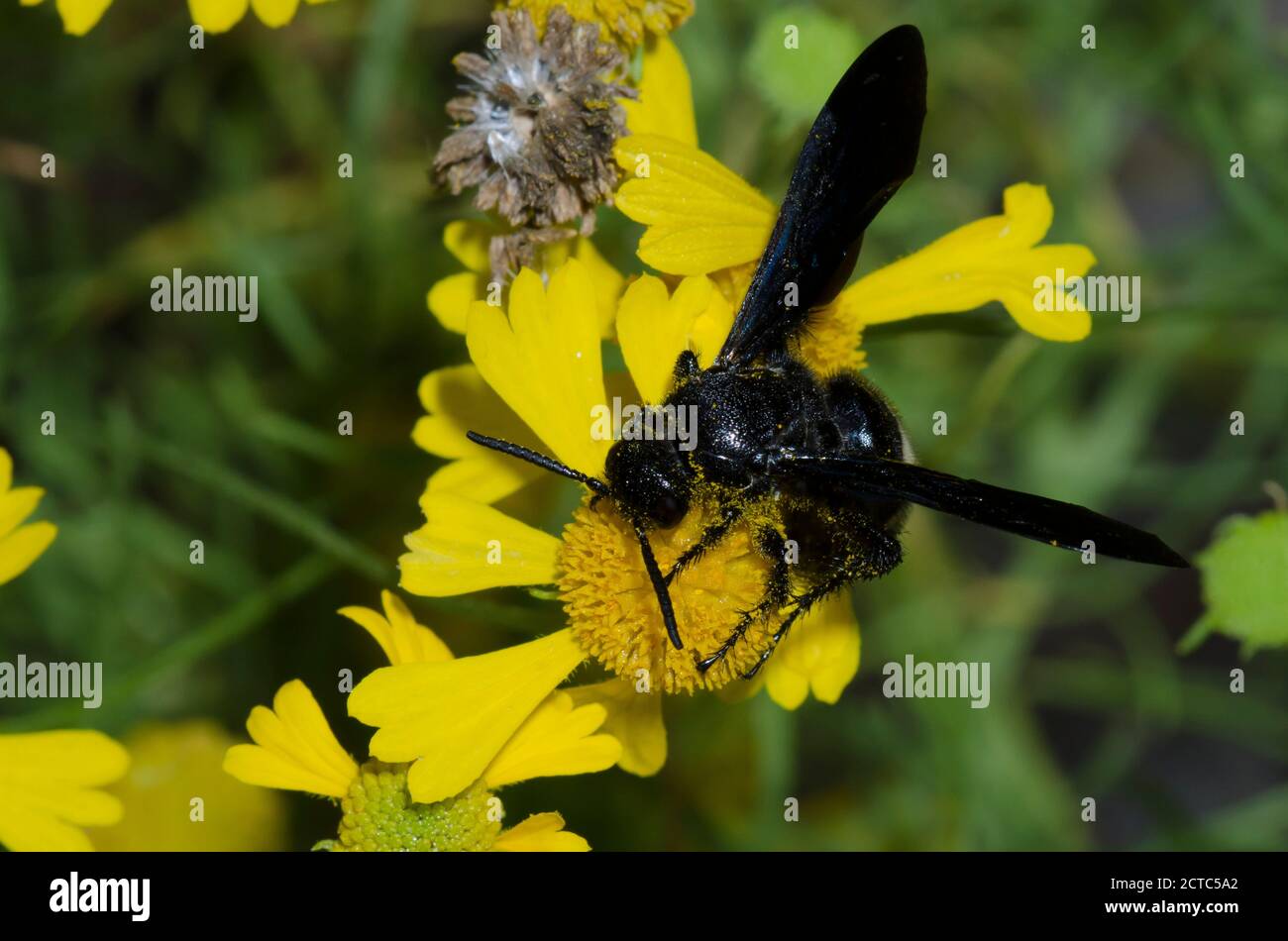 Double-banded Scoliid Wasp, Scolia bicincta, foraging on Sneezeweed ...
