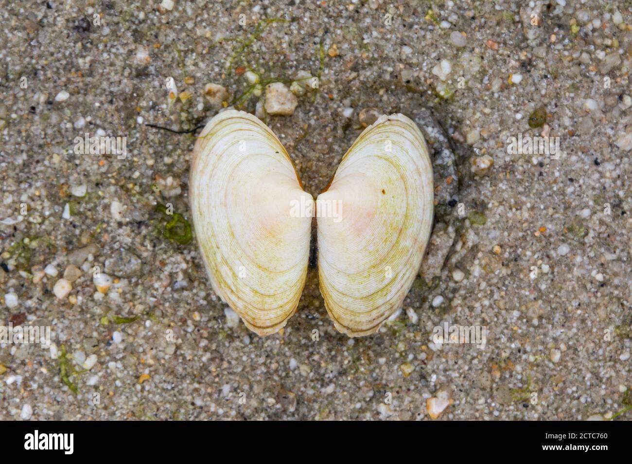 An open bivalve shell on a beach creating a heart shape Stock Photo - Alamy