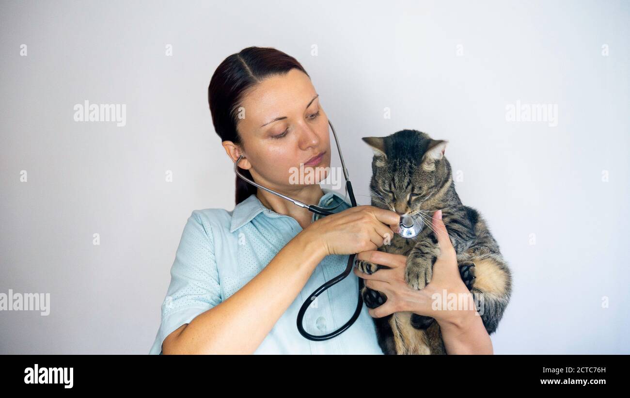 Female veterinarian holds cat in her arms and examines it with a ...