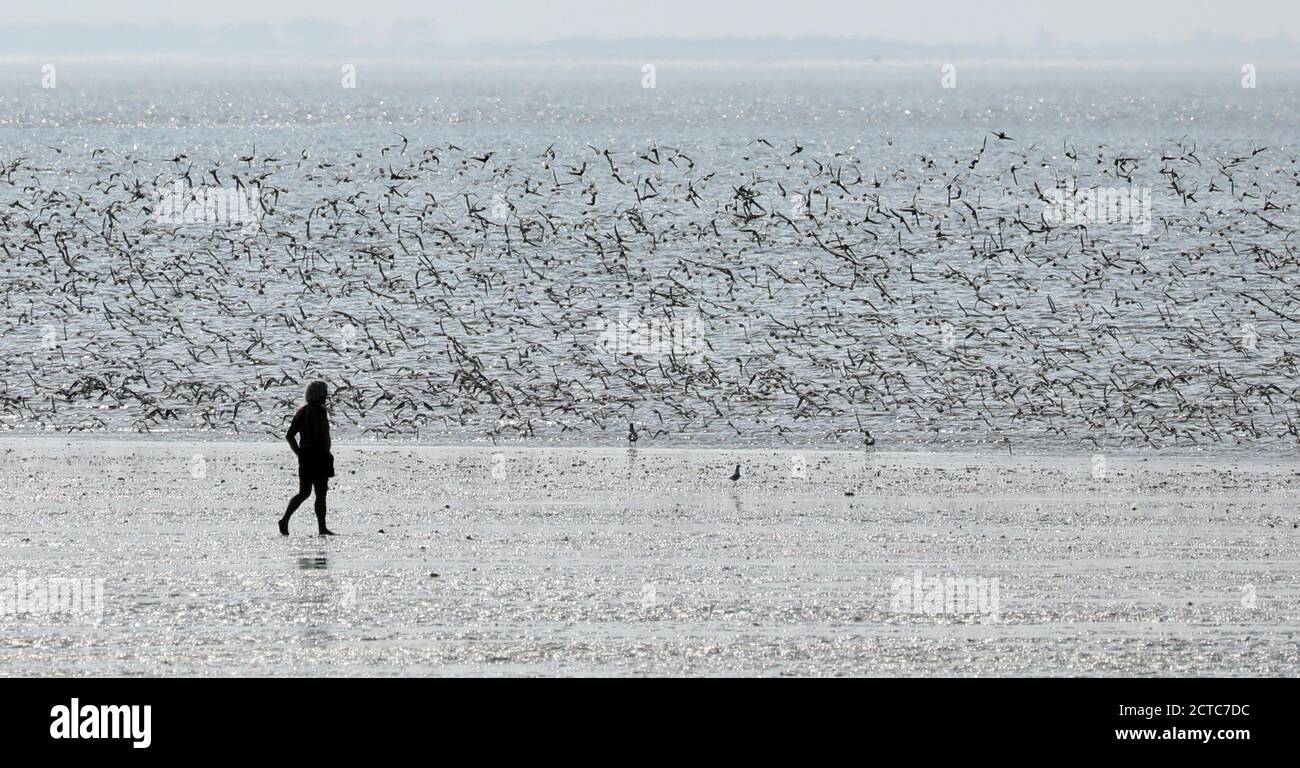 Heacham, UK. 22nd Sep, 2020. A person watches as birds take flight on ...