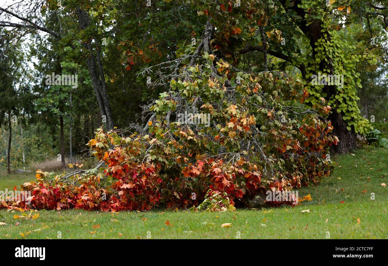 Crashed maple tree branch hanging after an autumn storm Stock Photo - Alamy
