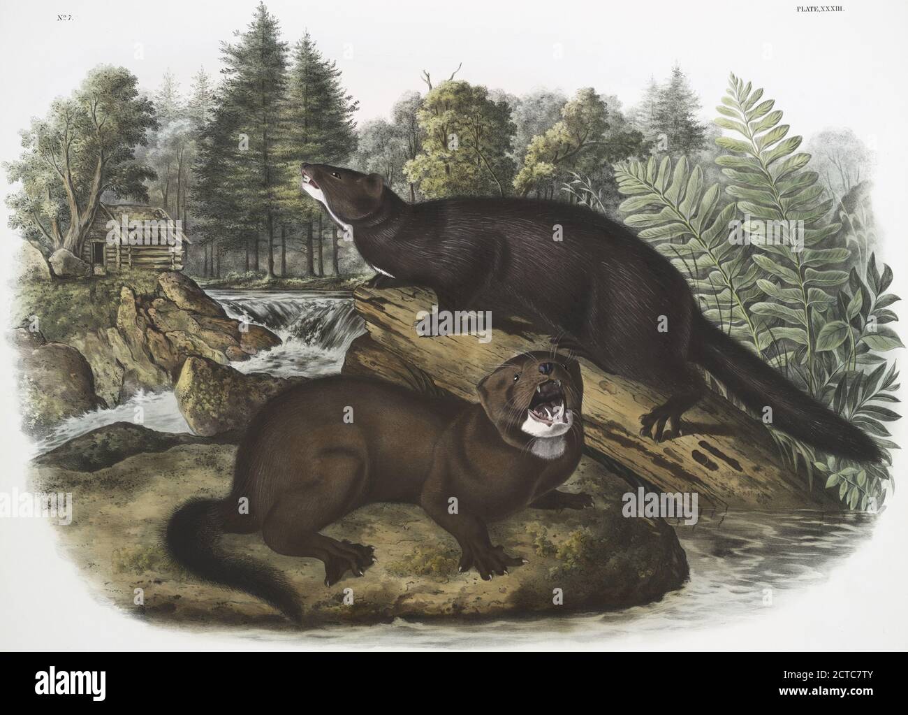 Vison male mink hi-res stock photography and images - Alamy