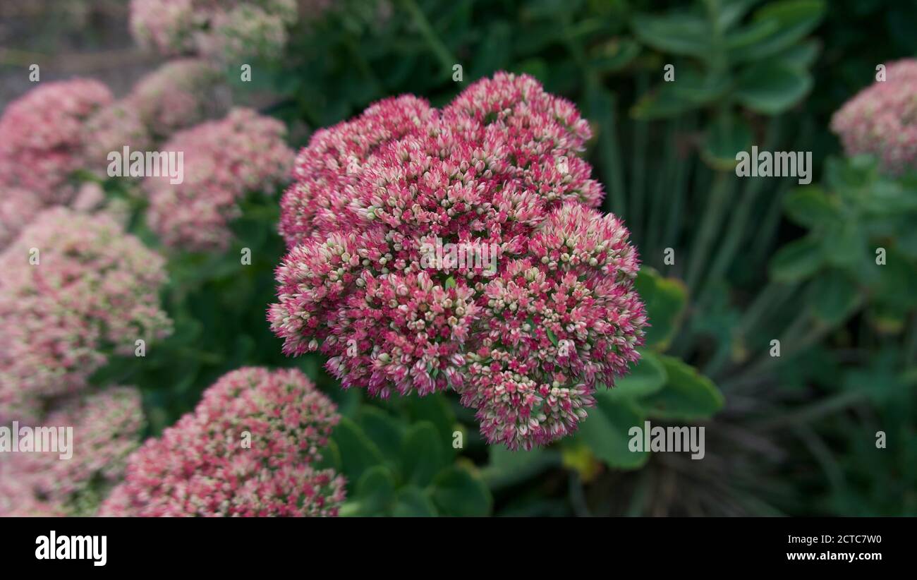 Beautiful pink sedum flower with soft green foliage in background Stock ...