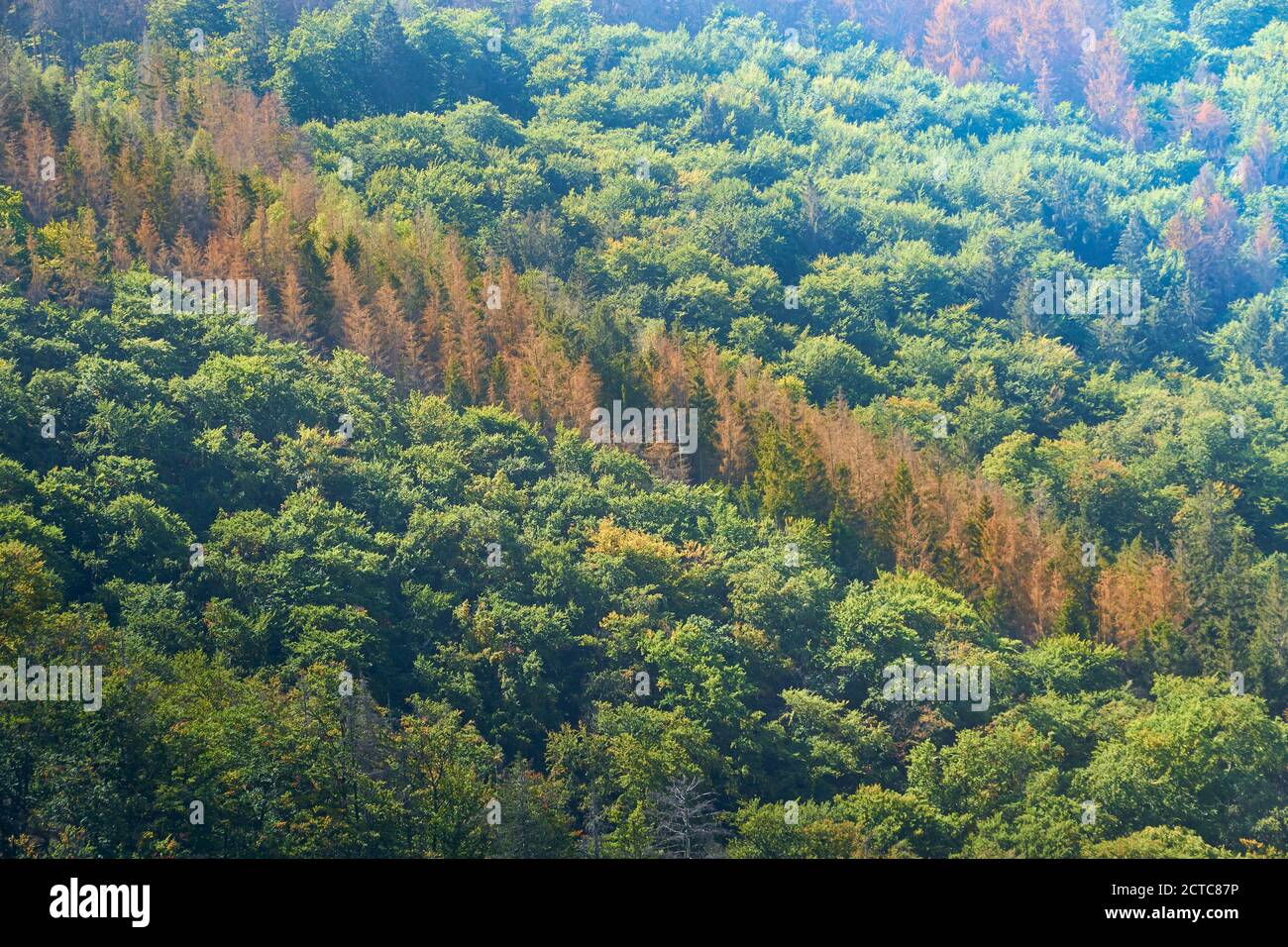 Dead brown spruces in a diagonal row between green healthy deciduous ...