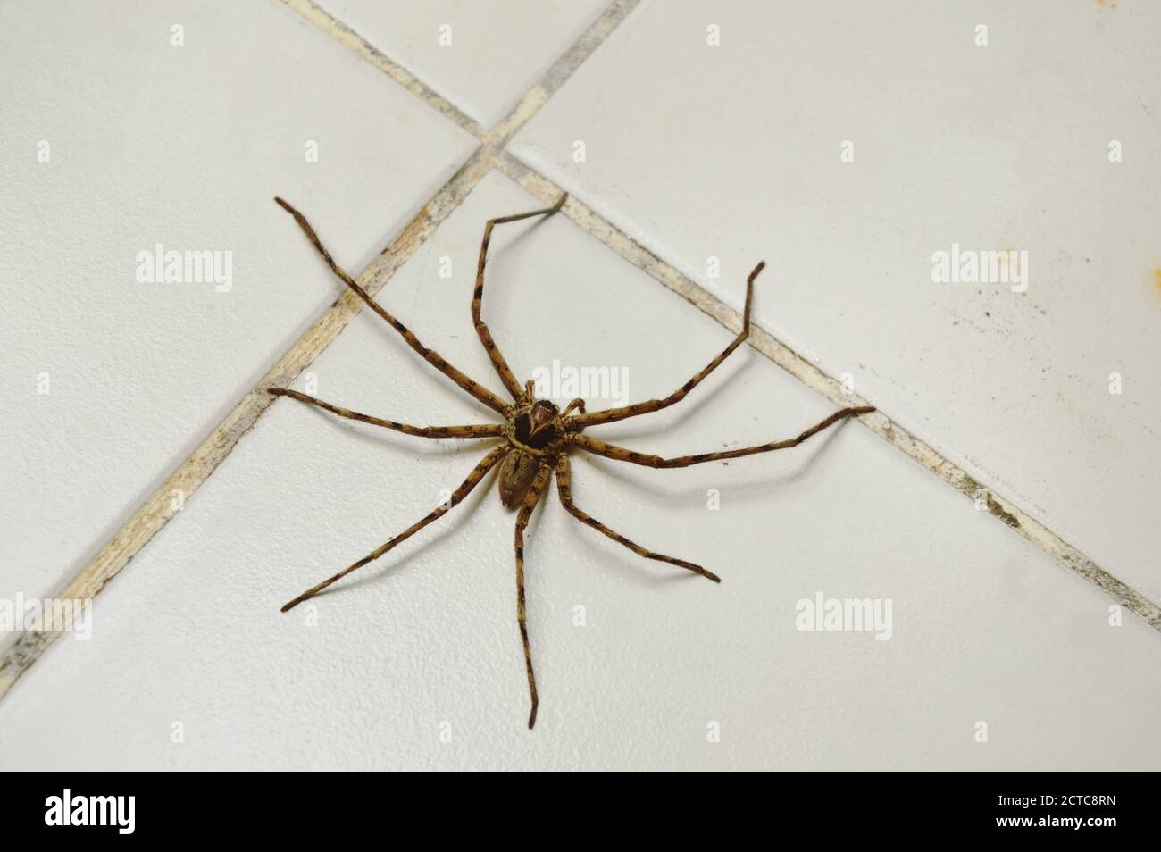common huntsman spider crawling on home tile floor Stock Photo - Alamy