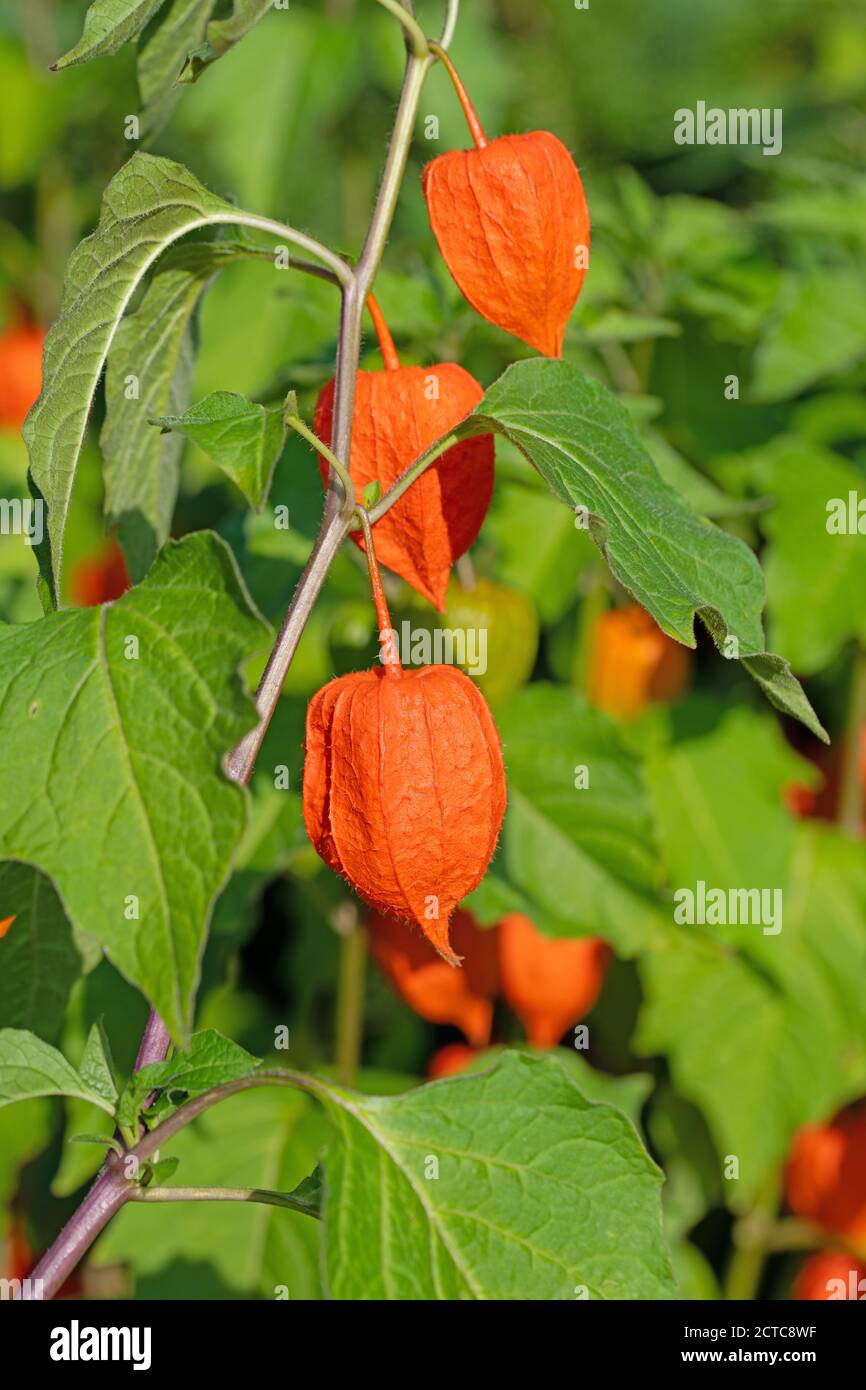 Chinese lantern flower, Physalis alkekengi, with ripe fruits Stock ...