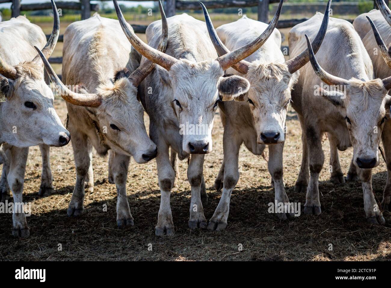 Grey cattle from rural hi-res stock photography and images - Alamy