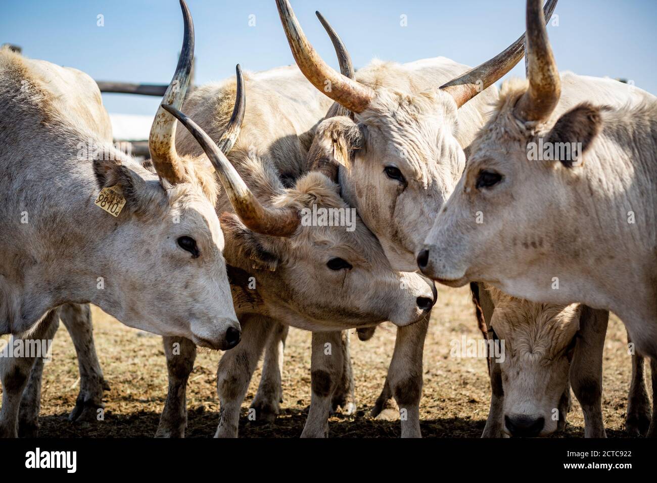 Grey cattle hi-res stock photography and images - Alamy