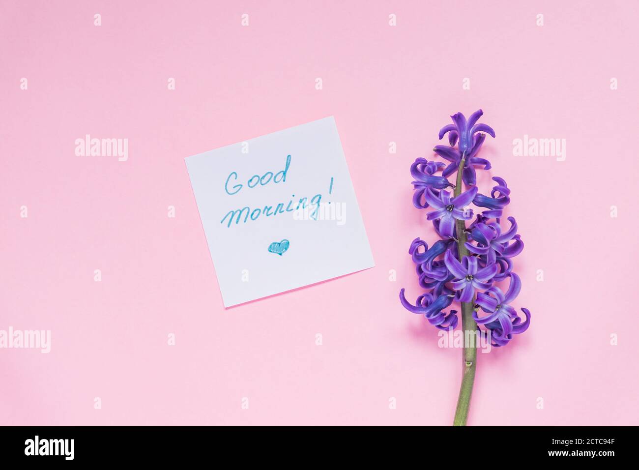 Good morning paper tag and purple hyacinth flower on pastel pink ...