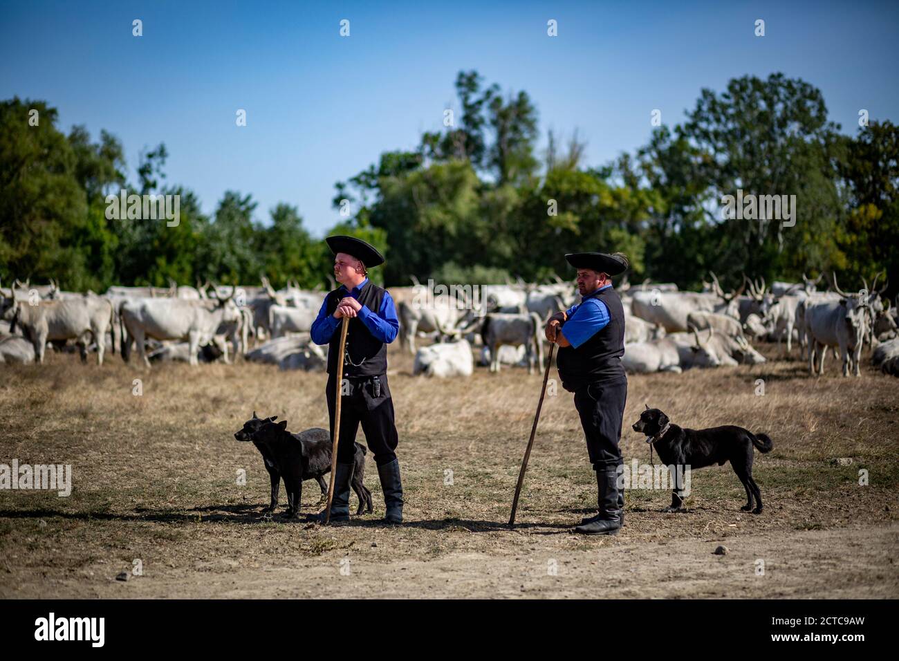 Two shepherds stand in front of the grey cattle with their dogs in ...