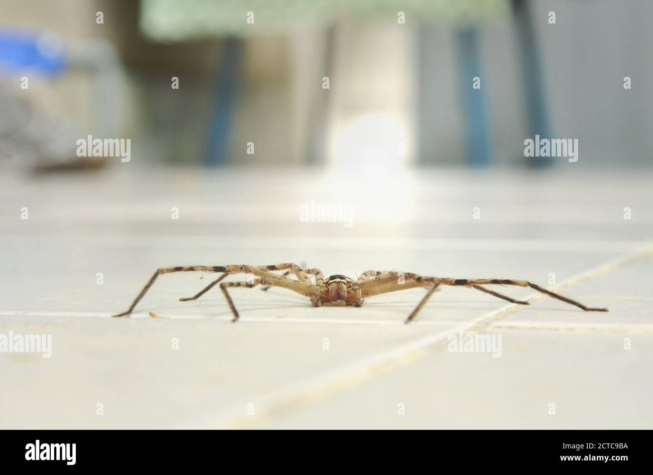 Huntsman spider house hi-res stock photography and images - Alamy