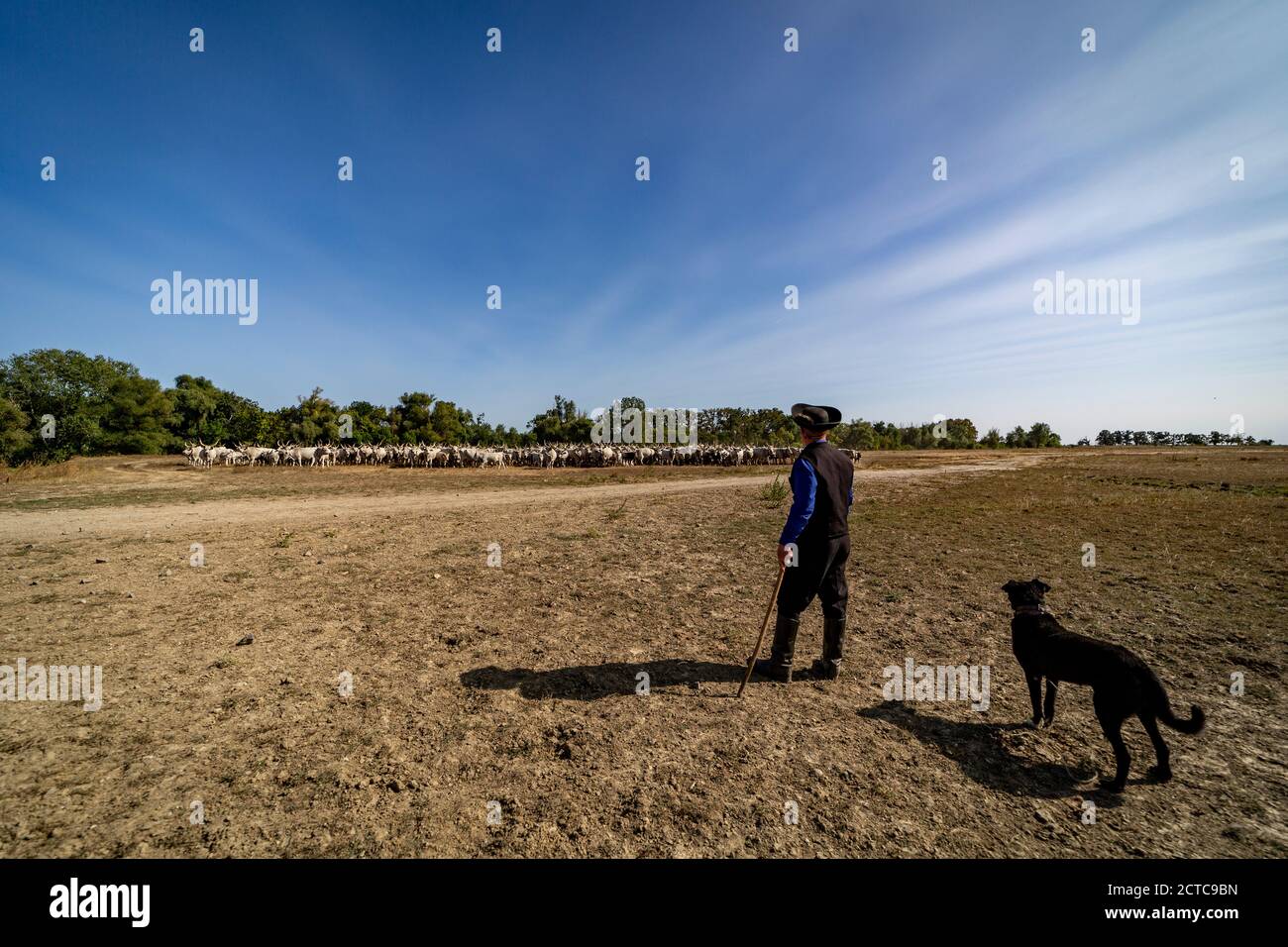 Cow shepherd hi-res stock photography and images - Alamy
