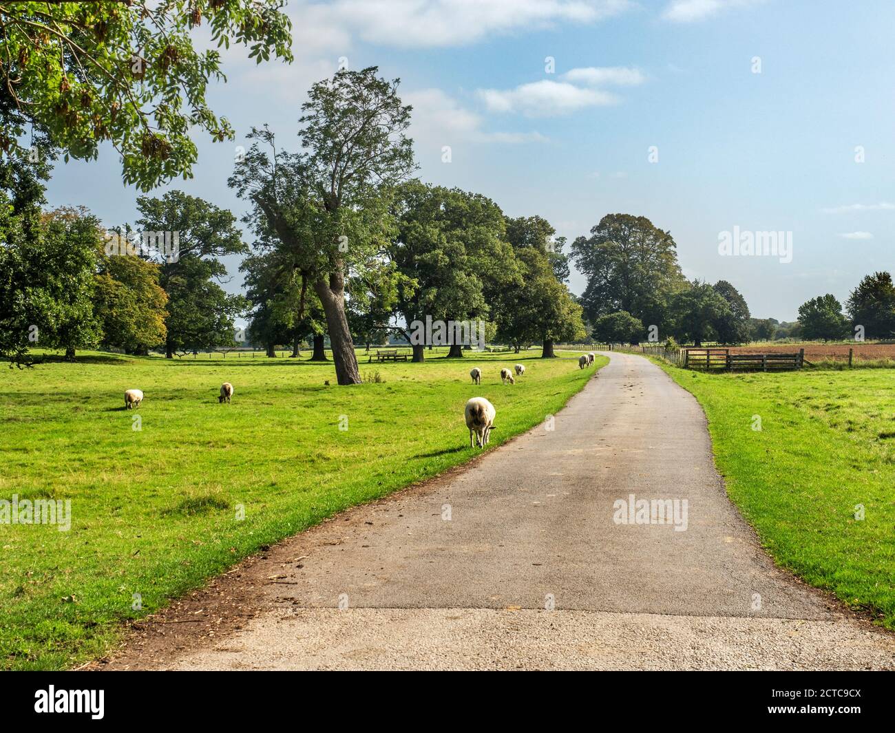 Grazing and the parkland trees hi-res stock photography and images - Alamy
