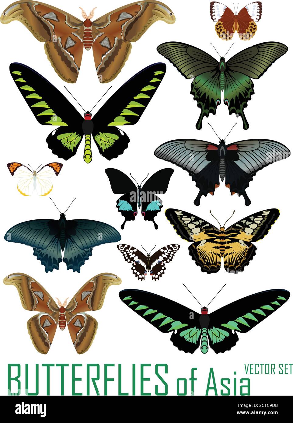 vector set of butterflies of Asia isolated on white Stock Vector Image ...