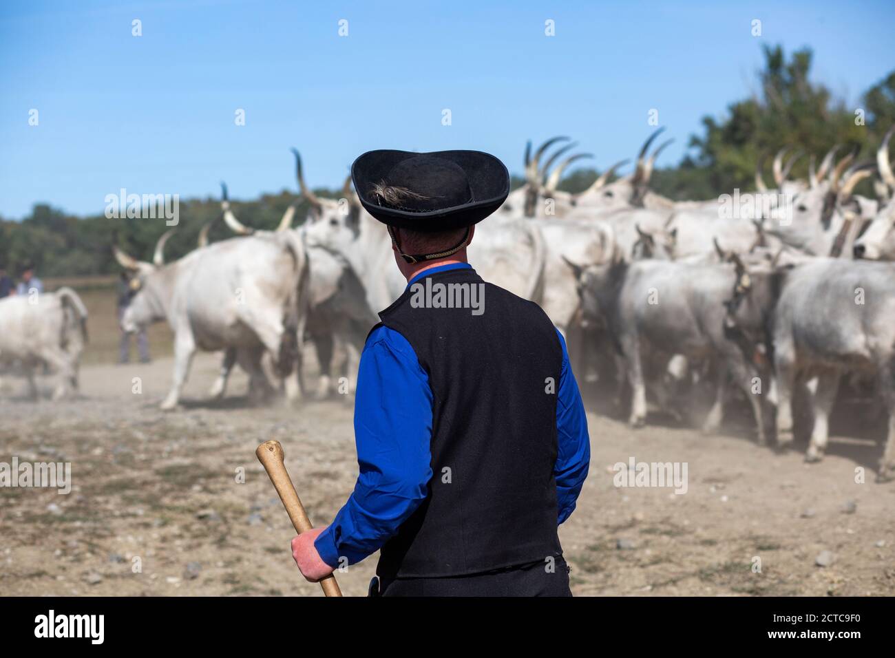 Shepherd is watching the grey cattle passing by Stock Photo - Alamy