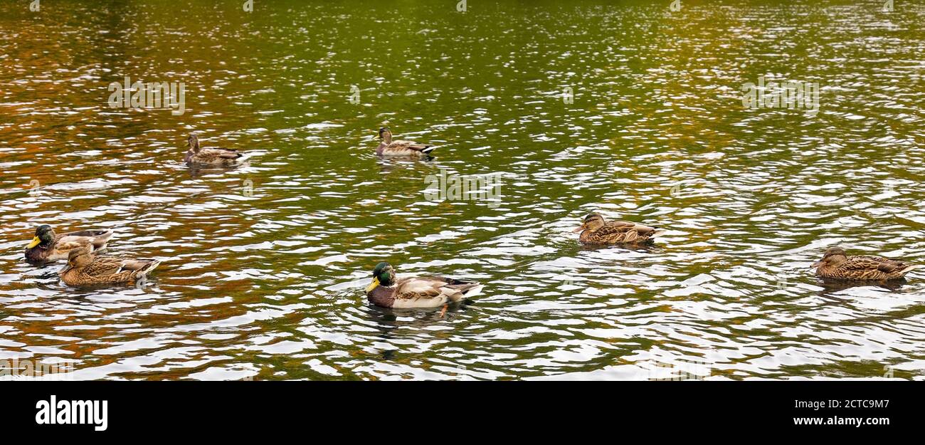 Floating ducks in the morning lake with the reflection of the autumn ...