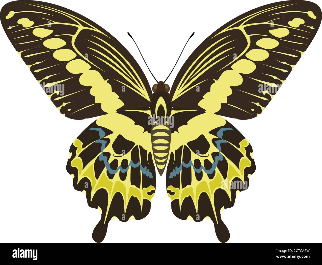 vector swallowtail butterfly Papilio gigon Stock Vector Image & Art - Alamy