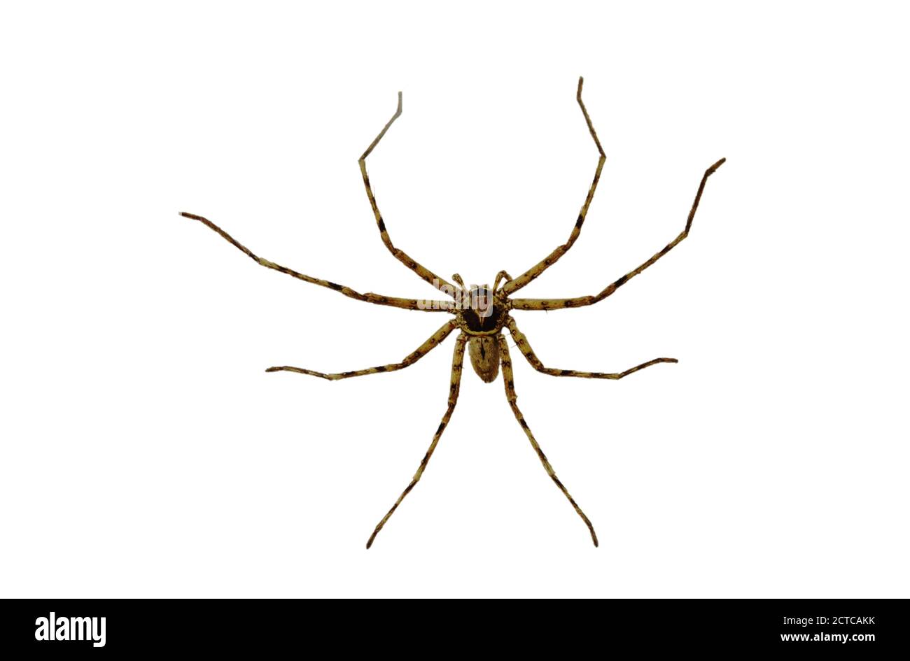 common huntsman spider crawling on white background Stock Photo - Alamy