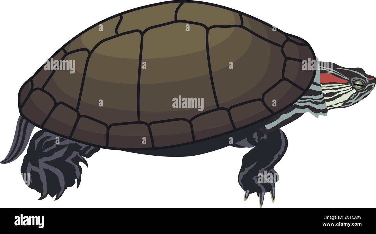 vector Red-eared slider turtle Stock Vector Image & Art - Alamy