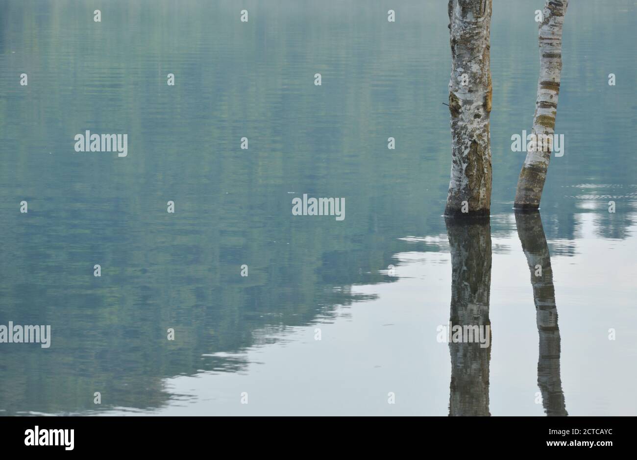 landscape of tree and reflection on water surface in lake with mountain ...