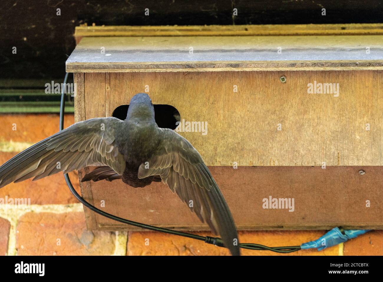 Common Swift (Apus apus), adult bird entering man made nest box Colby ...