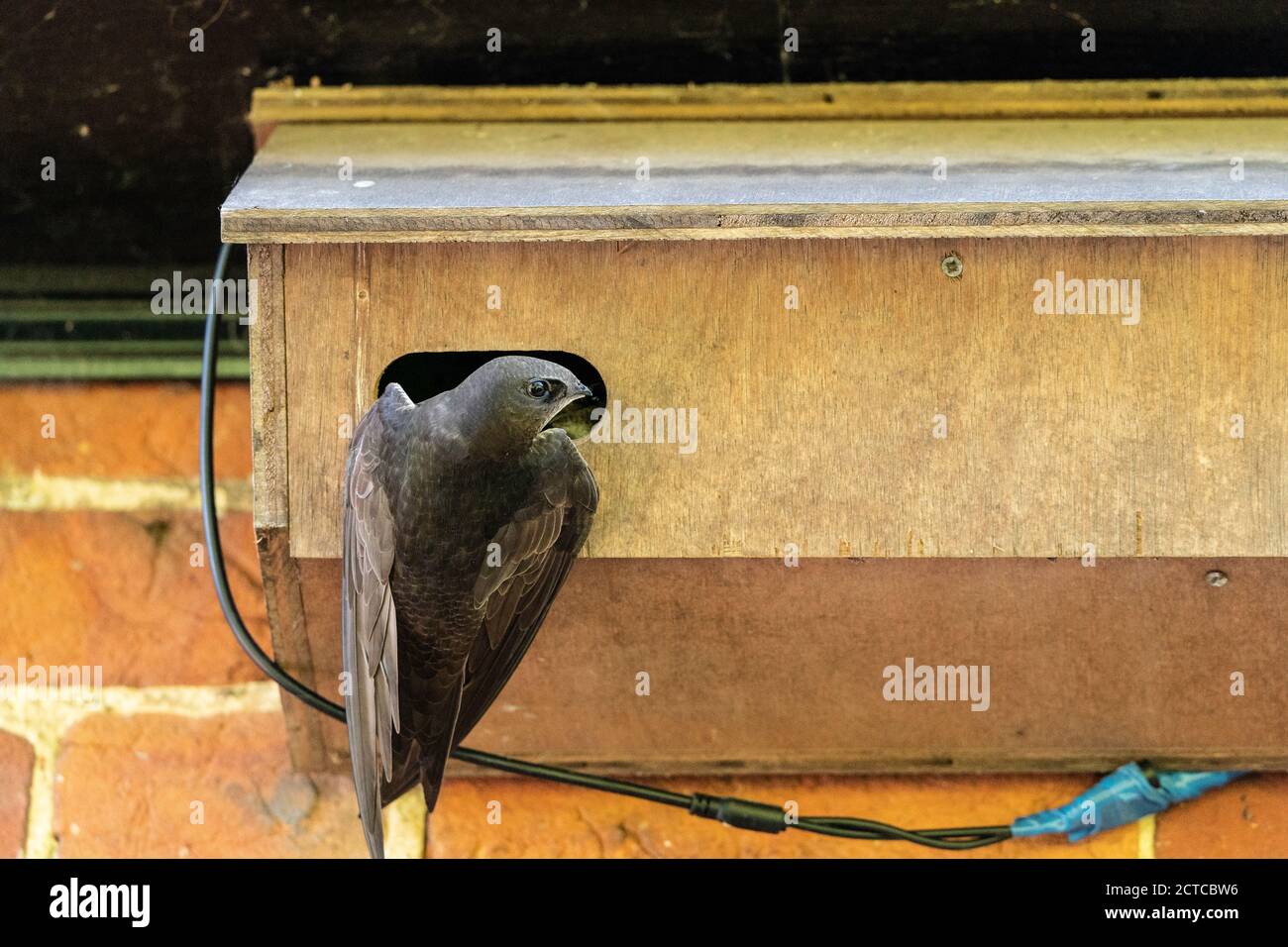 Common Swift (Apus apus), adult bird entering man made nest box Colby ...