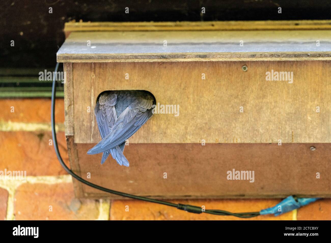 Swift boxes hi-res stock photography and images - Alamy