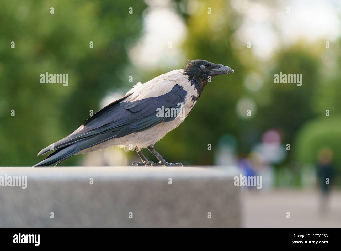Portrait of the city attentive crow in the public park in autumn day ...