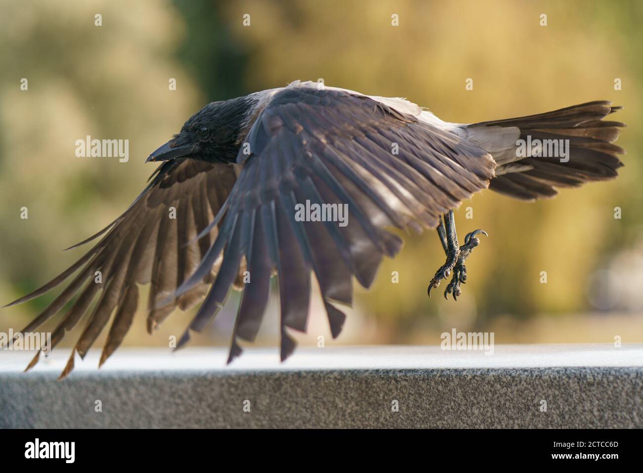 Crow landing hi-res stock photography and images - Alamy