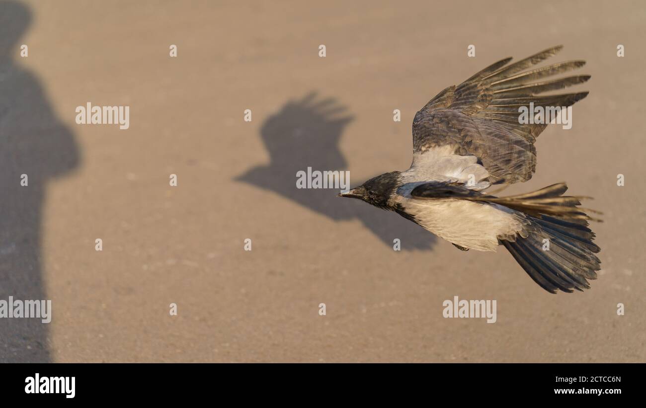 Crow landing hi-res stock photography and images - Alamy