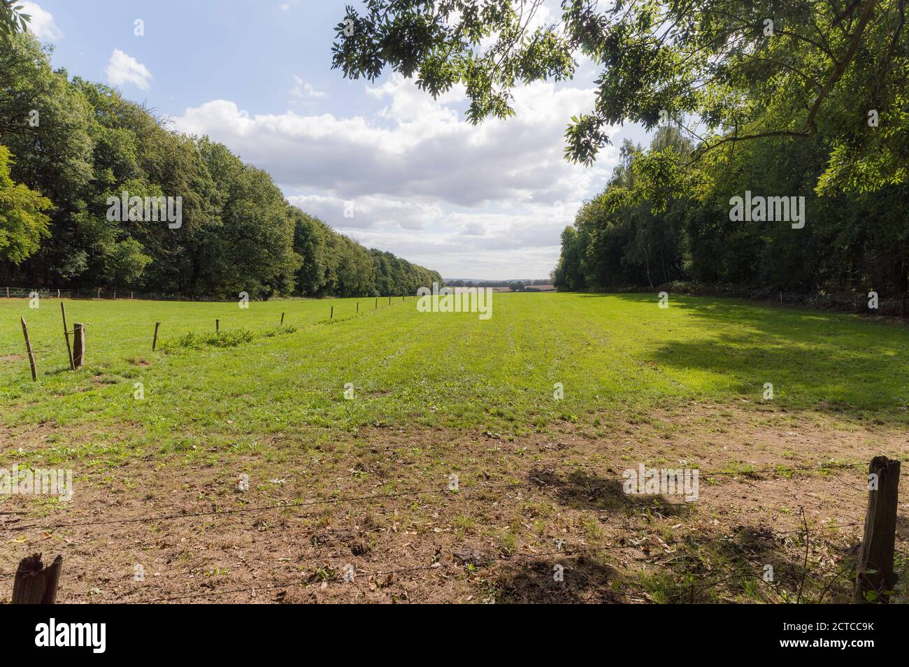 The forrest at Berg en Dal, The Netherlands Stock Photo - Alamy