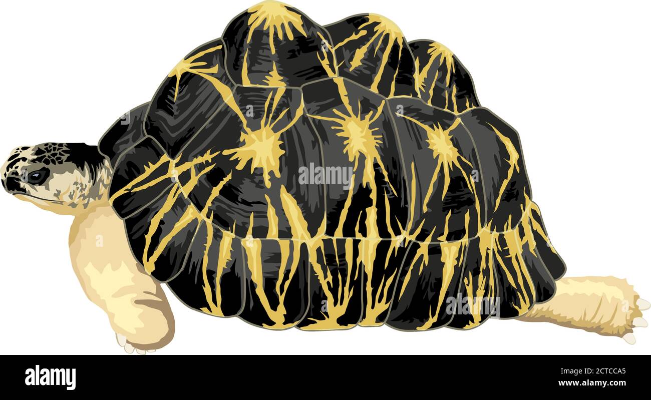 vector radiated tortoise Stock Vector Image & Art - Alamy